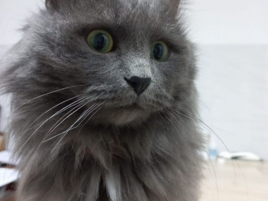Котик ищет новых хозяев