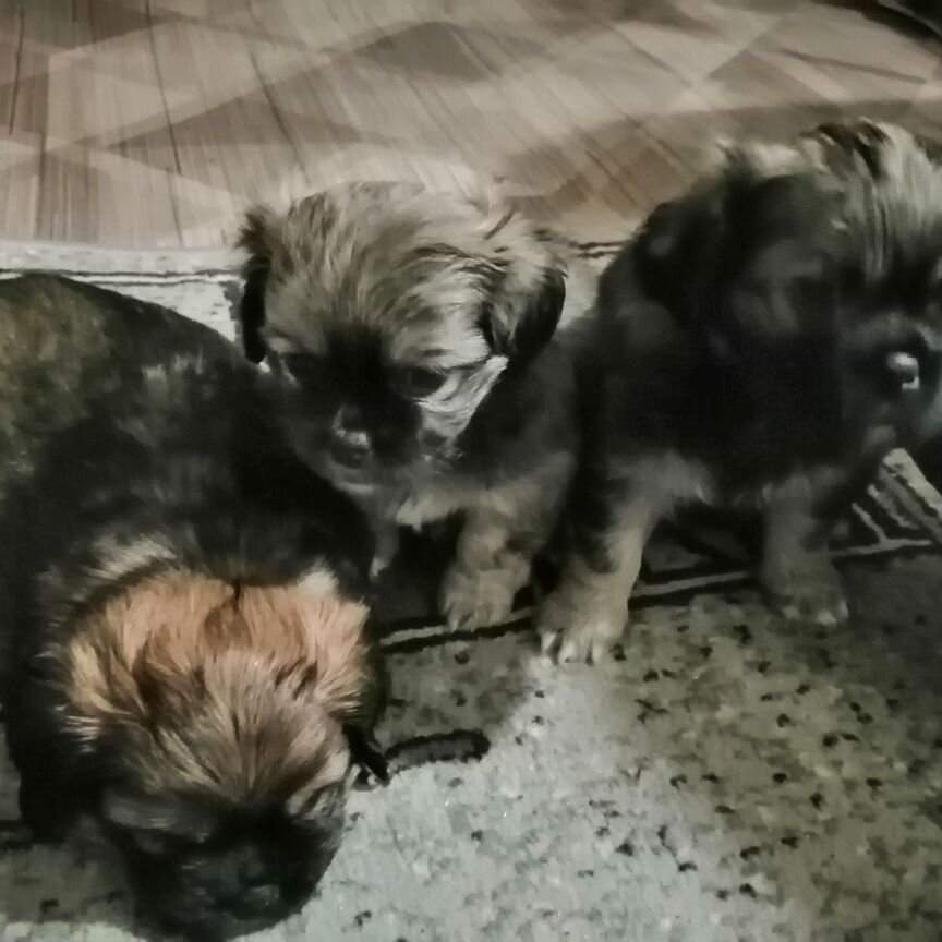 Щенки пекинеса