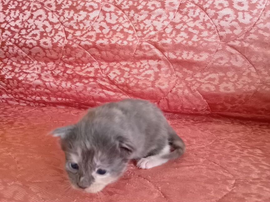Котята Мейн-кун