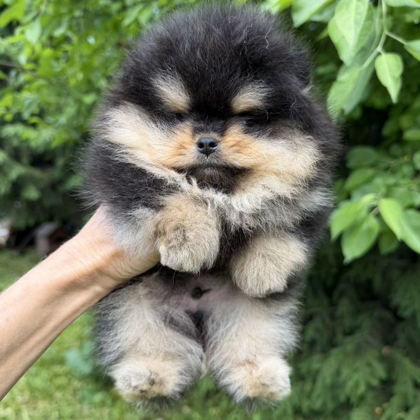 Померанский шпиц, щенок