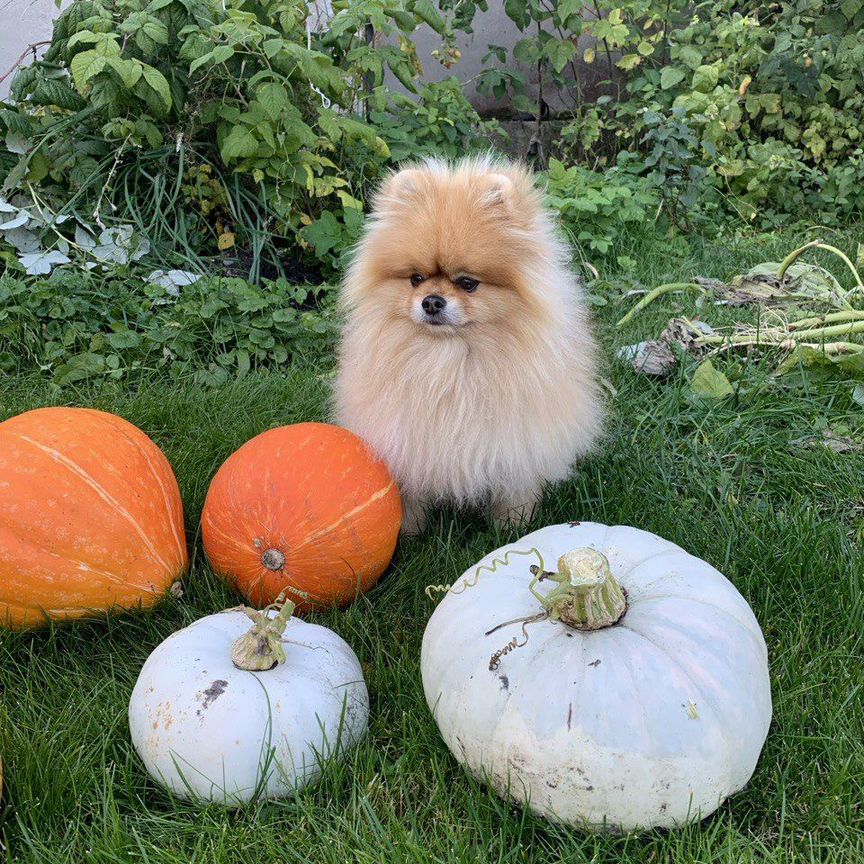 Шпиц (аренда для фотосессий)