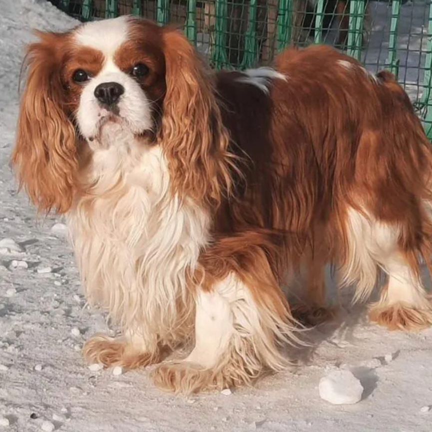 Кавалер кинг-чарльз-спаниель, взрослый пёс
