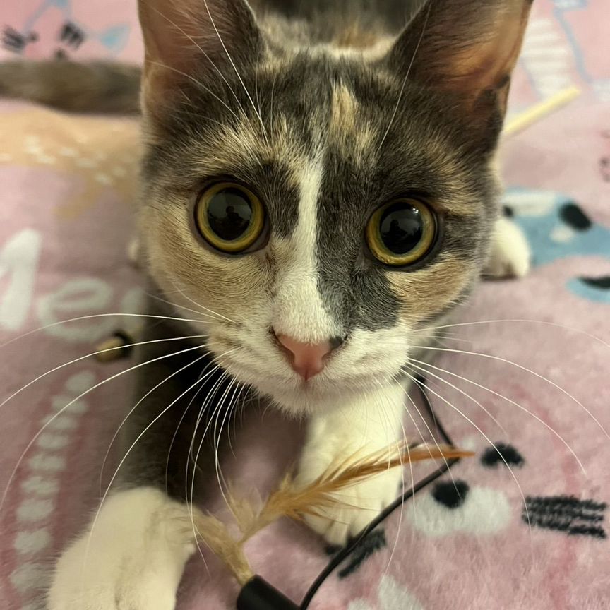 Котенок в добрые руки