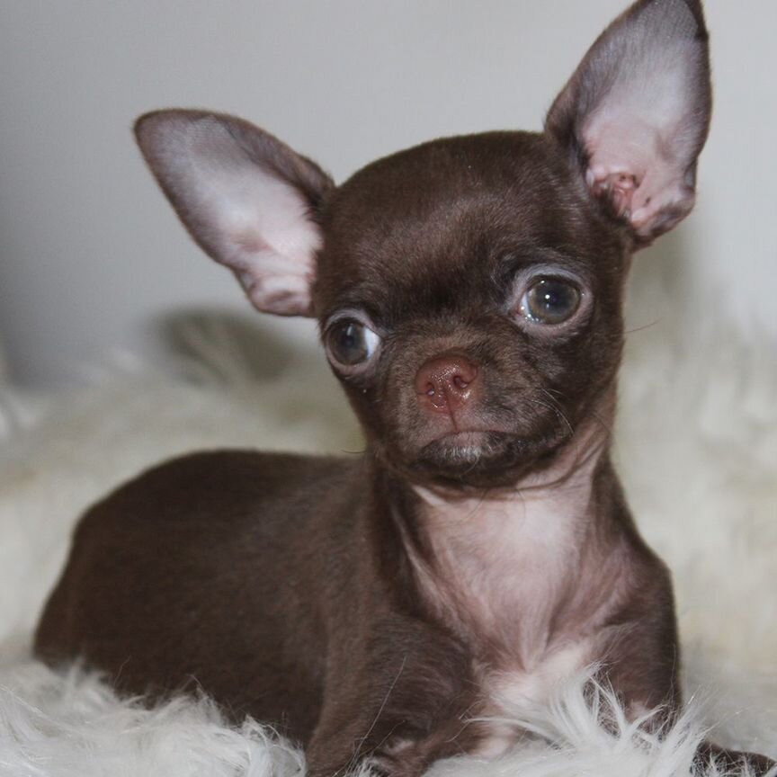 Чихуахуа, щенок