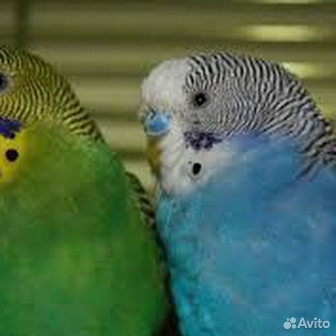 Попугаи волнистые пара