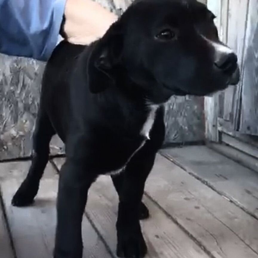 Щенок в добрые руки бесплатно ирбит