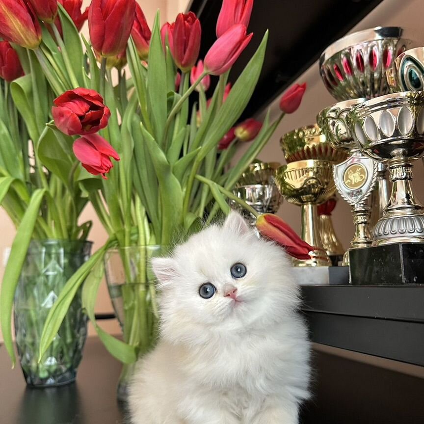 Британская шиншилла белая