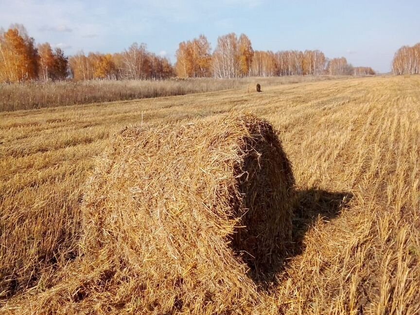 Солома (зерносмесь с зеленью) в рулонах