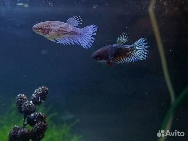 Самки петушка (Betta splendens)