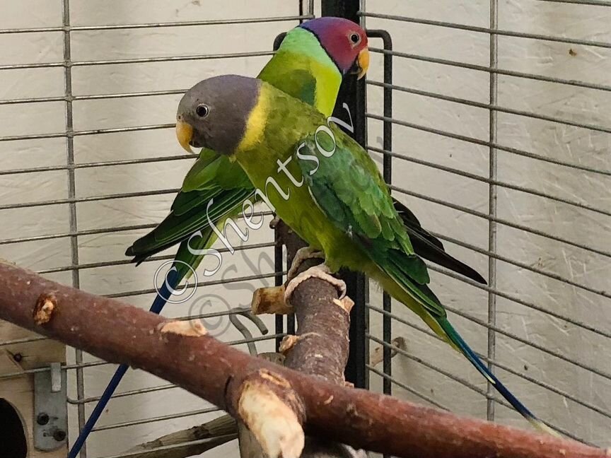 Сливоголовые попугаи, пара