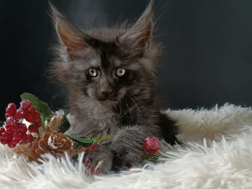 Дымка котенок Мейн кун