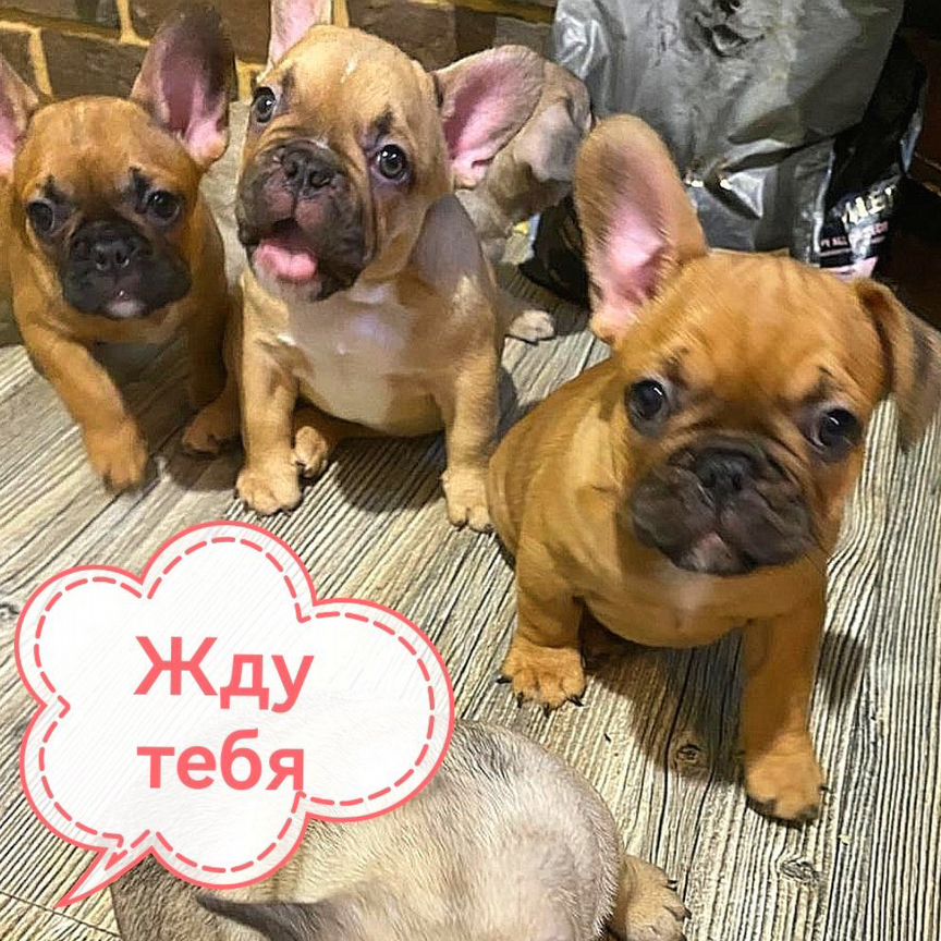 Французский бульдог, щенок