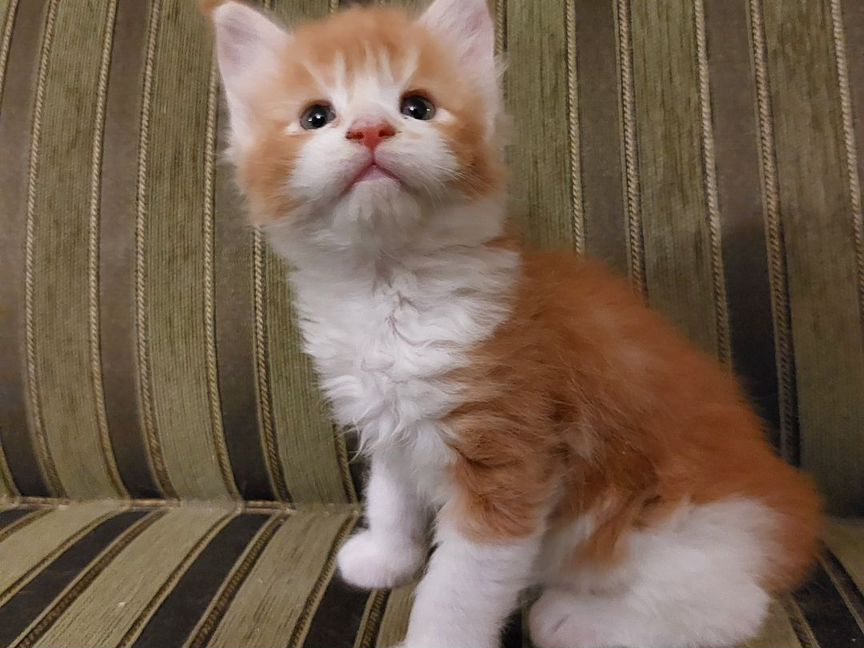 Мейн-кун котенок котик