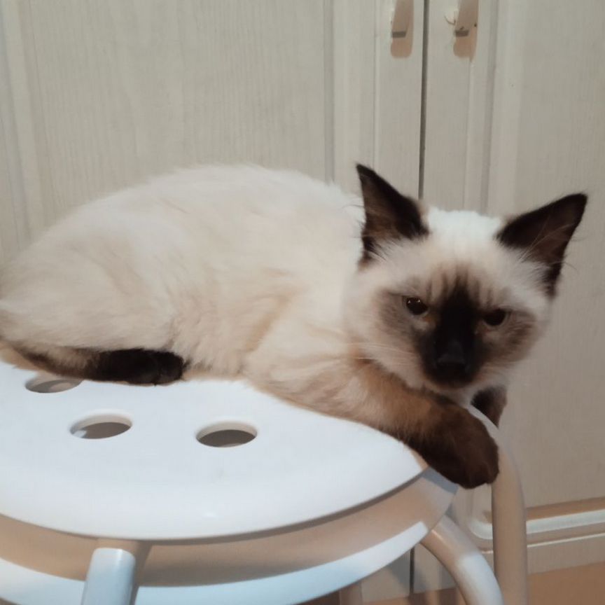 Котята