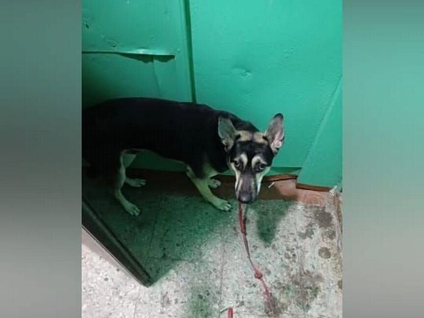 Щенок в подьезде