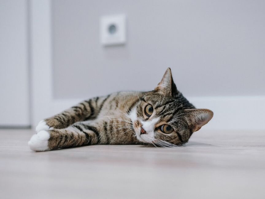 Килька полосатая