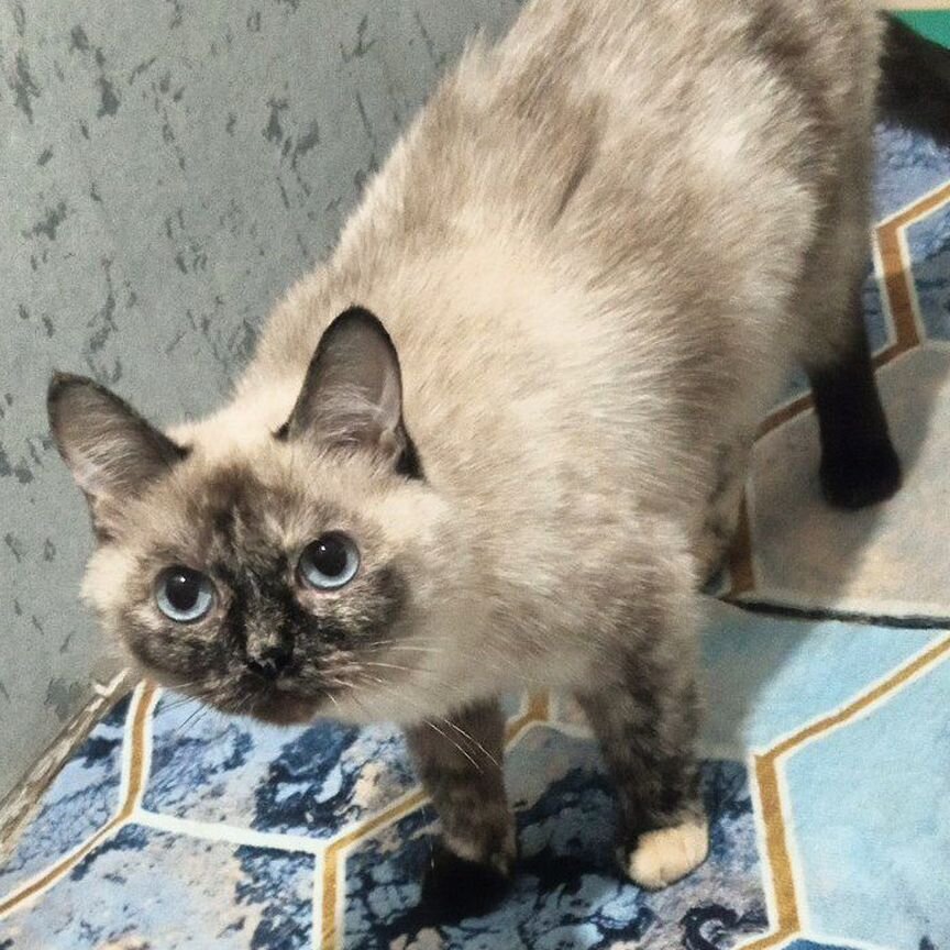 Отдам кота в добрые руки бесплатно