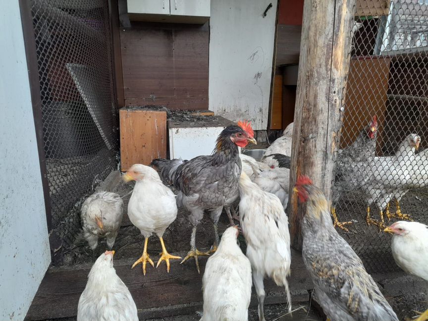 Петухи доминанты