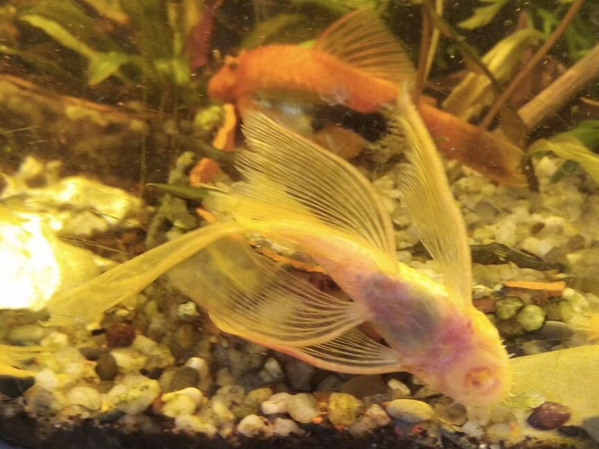 Аквариумные рыбки