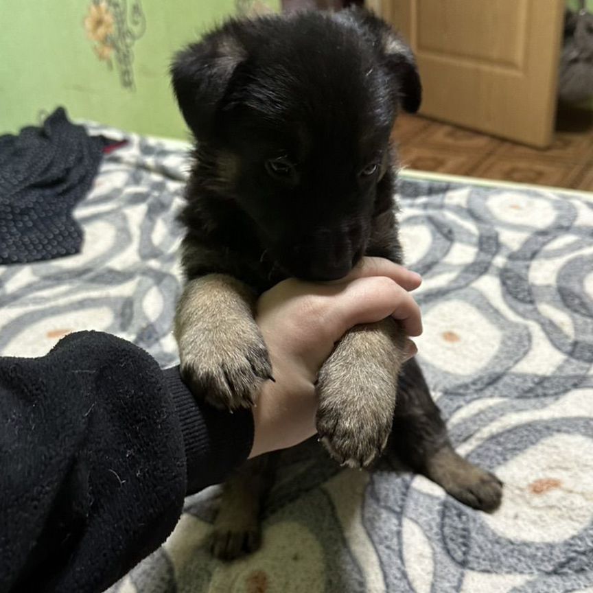 Щенки восточно европейской овчарки