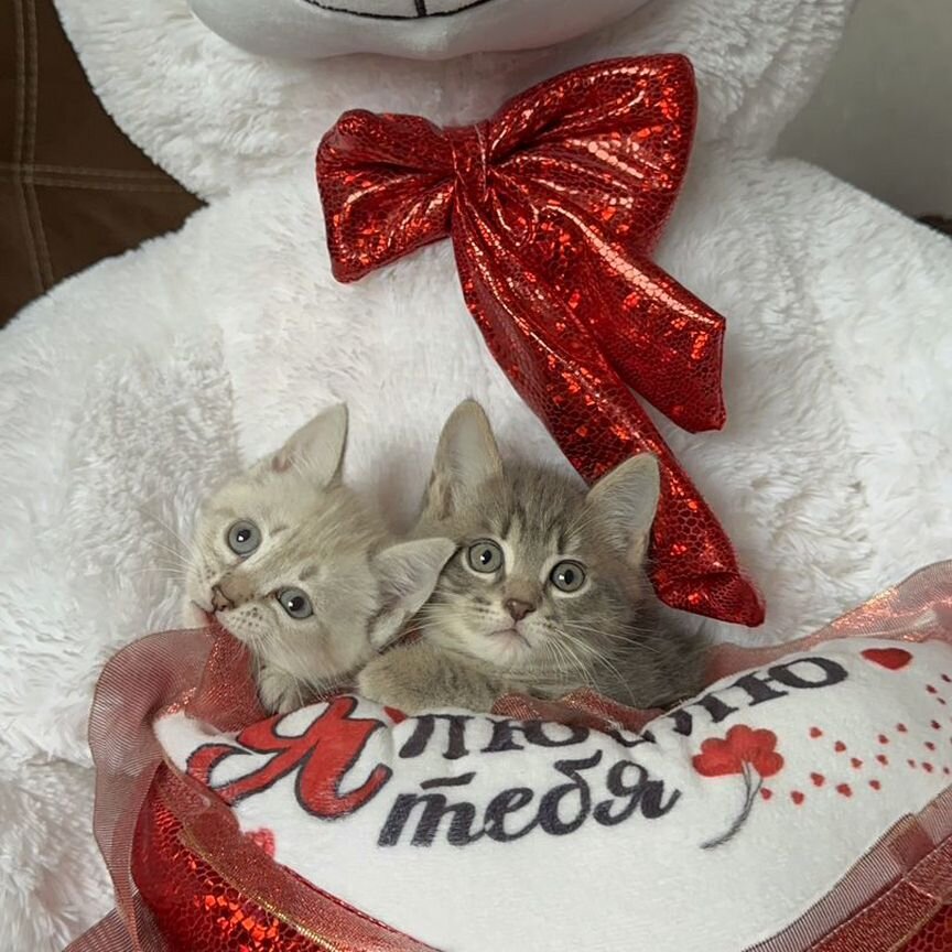 Котята в добрые руки