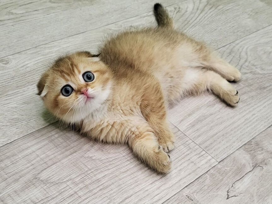 Шотландские котята