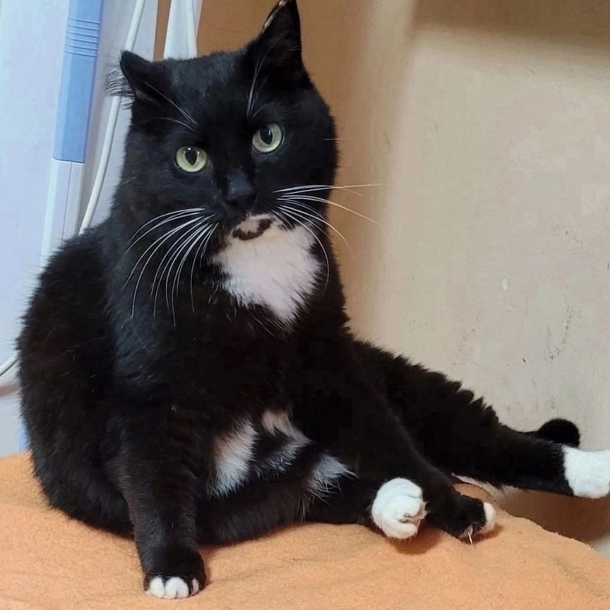 Котик Каштанчик ищет дом