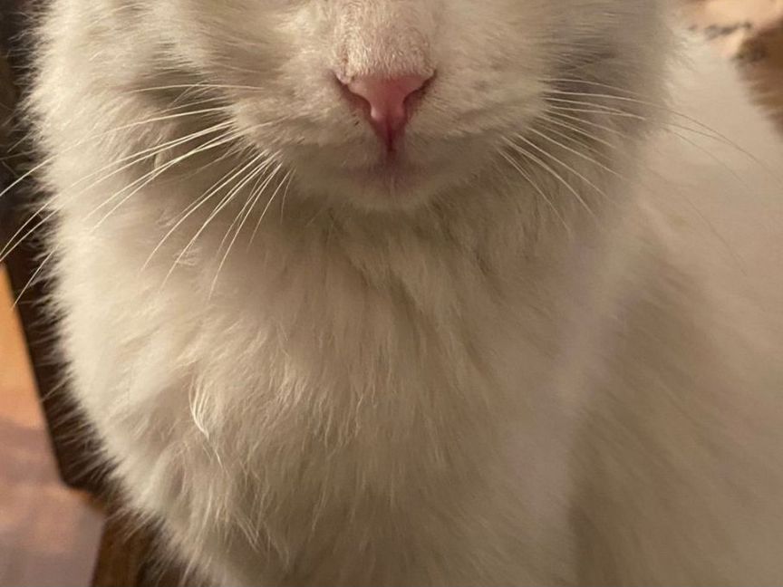 Шотл. вислоухая Котенок кошечка Бэлль 7 месяцев