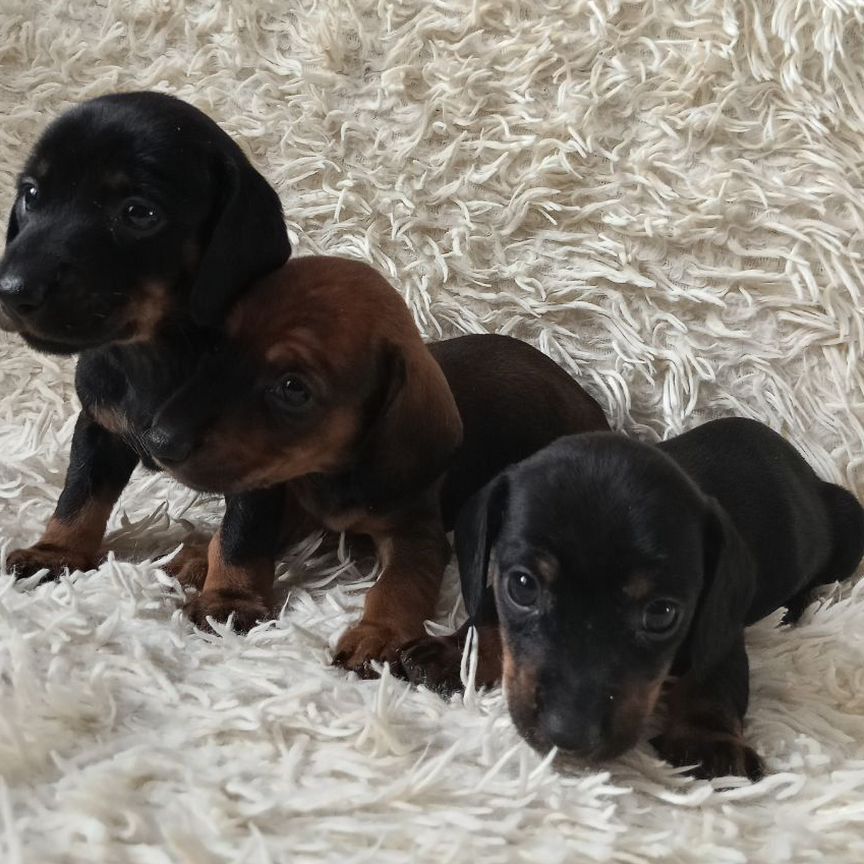 Такса, щенок