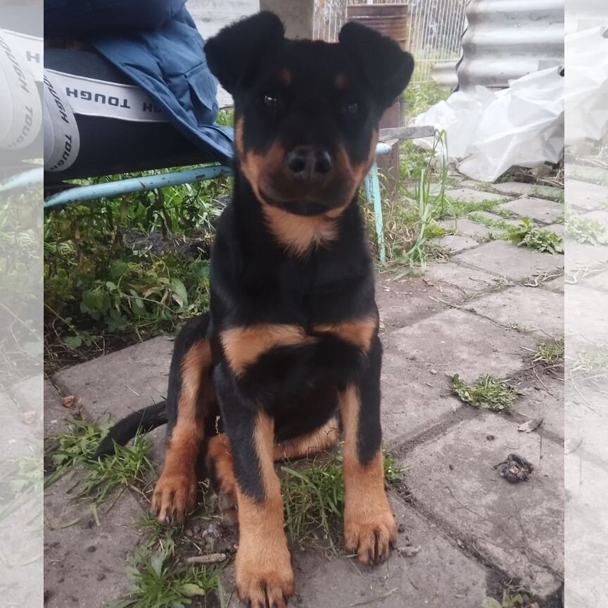 Ротвейлер, щенок