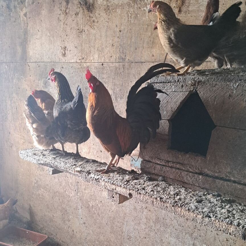 Продам декоративных курей бентанок