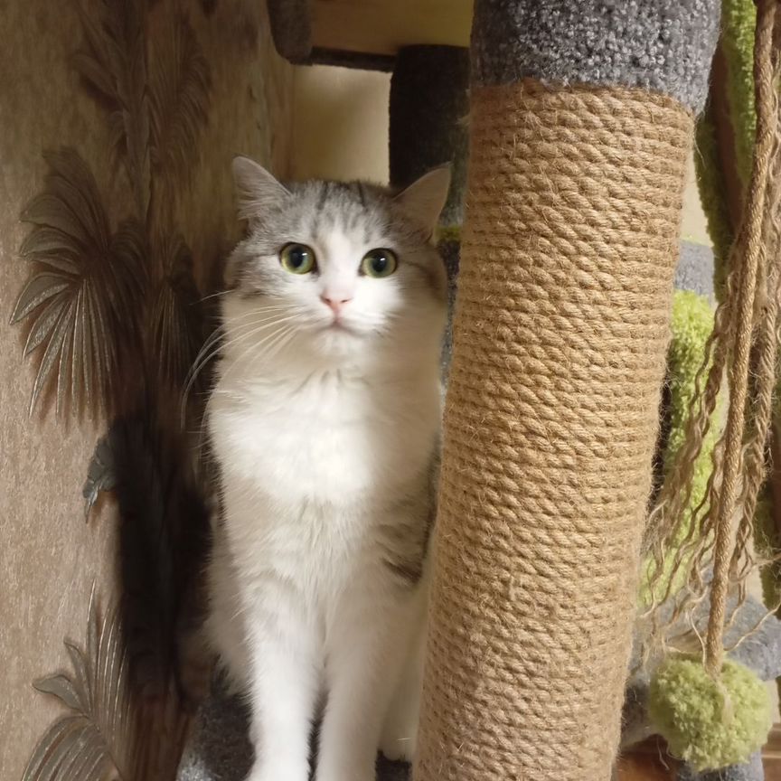 Котик для меня