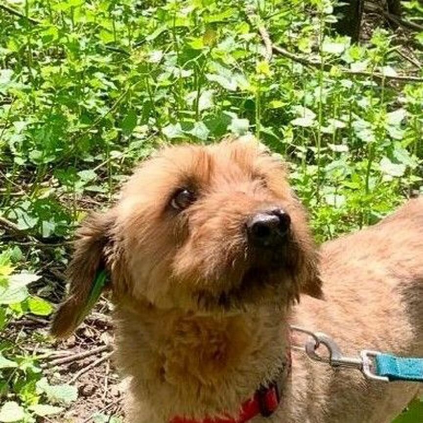 Небольшой молодой пёс Соломон в добрые руки