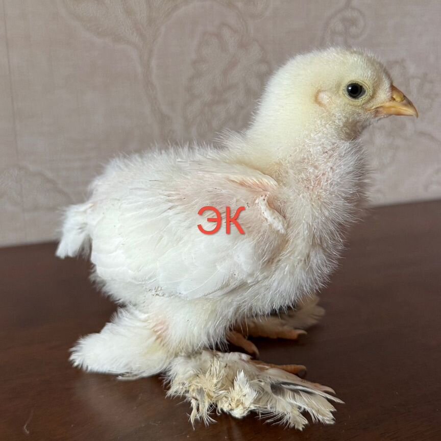 Цыплята Брама