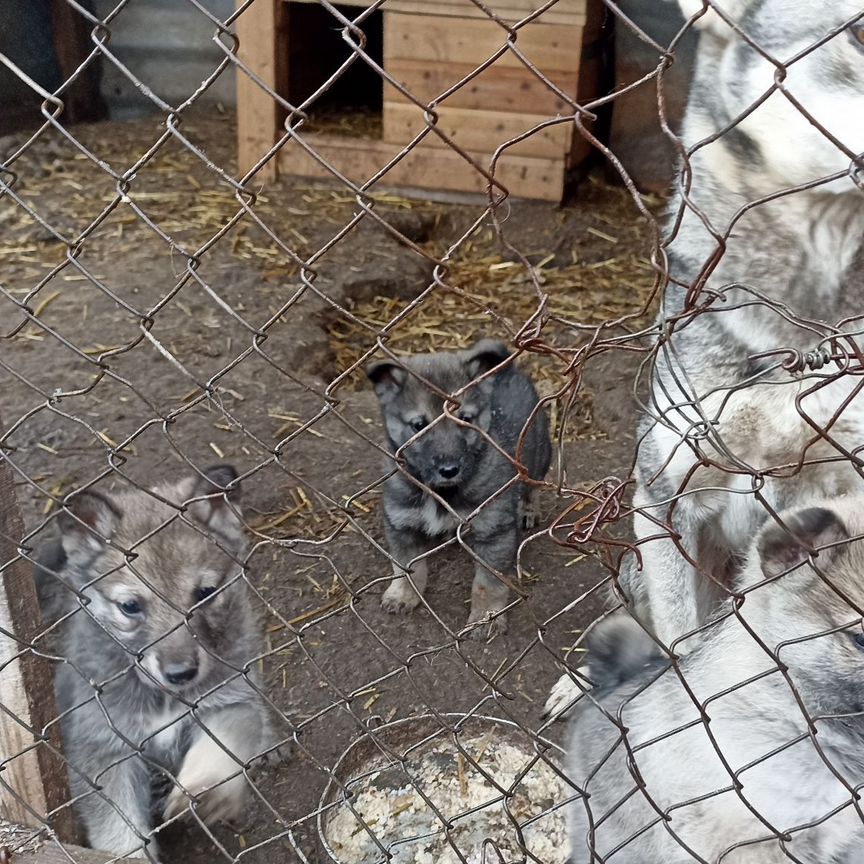 Лайка, щенок