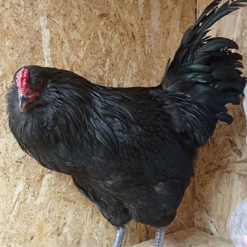 Продам петрушка Амерукана