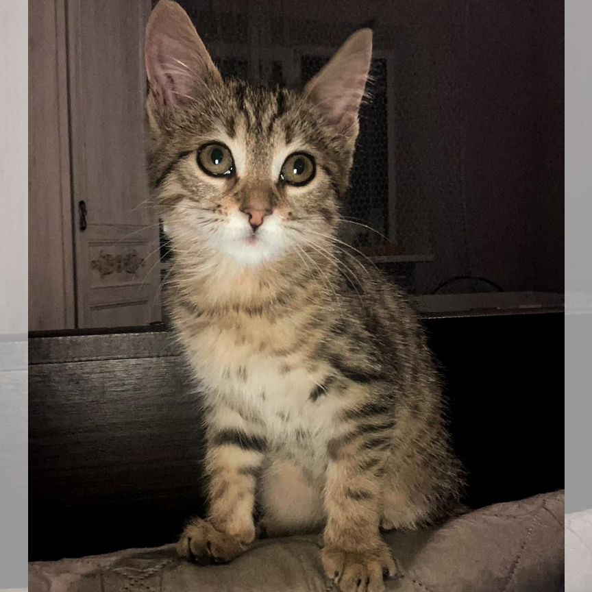 Котик майнкун