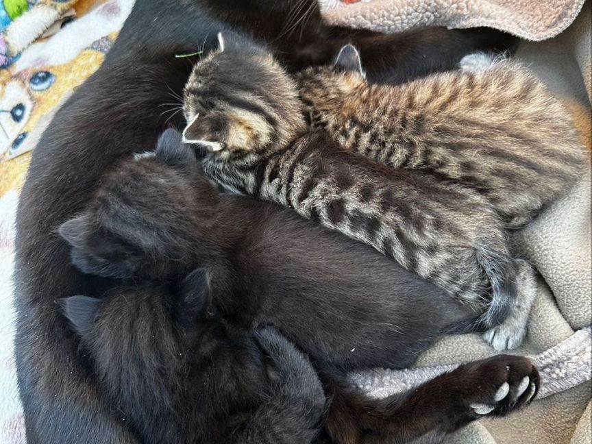 Оцикет котята