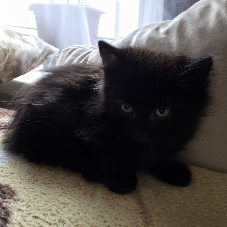 Котёнок в добрые руки