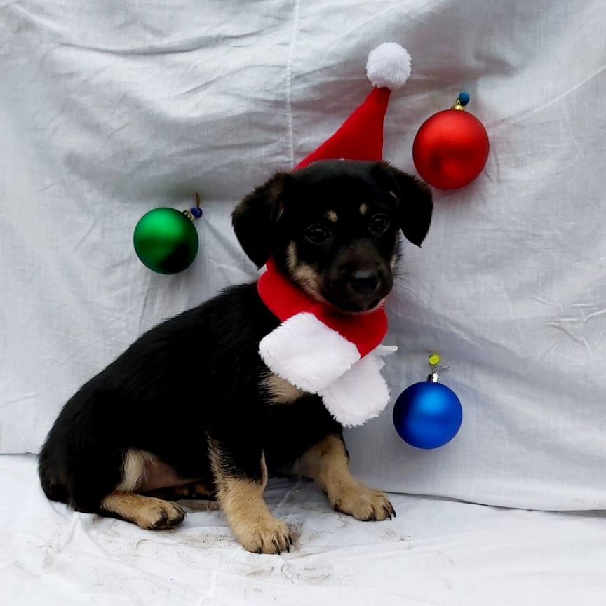 Щенки мальчики и девлчкт ищут дом