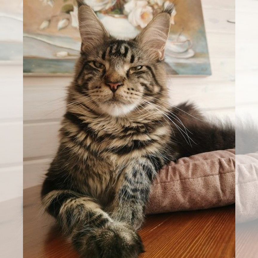 Мейн-кун котёнок