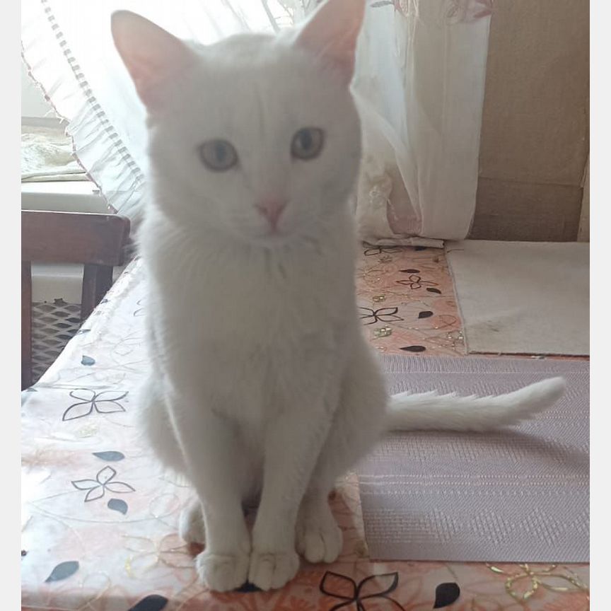 Котик-белый, как снежок (кастрированный)