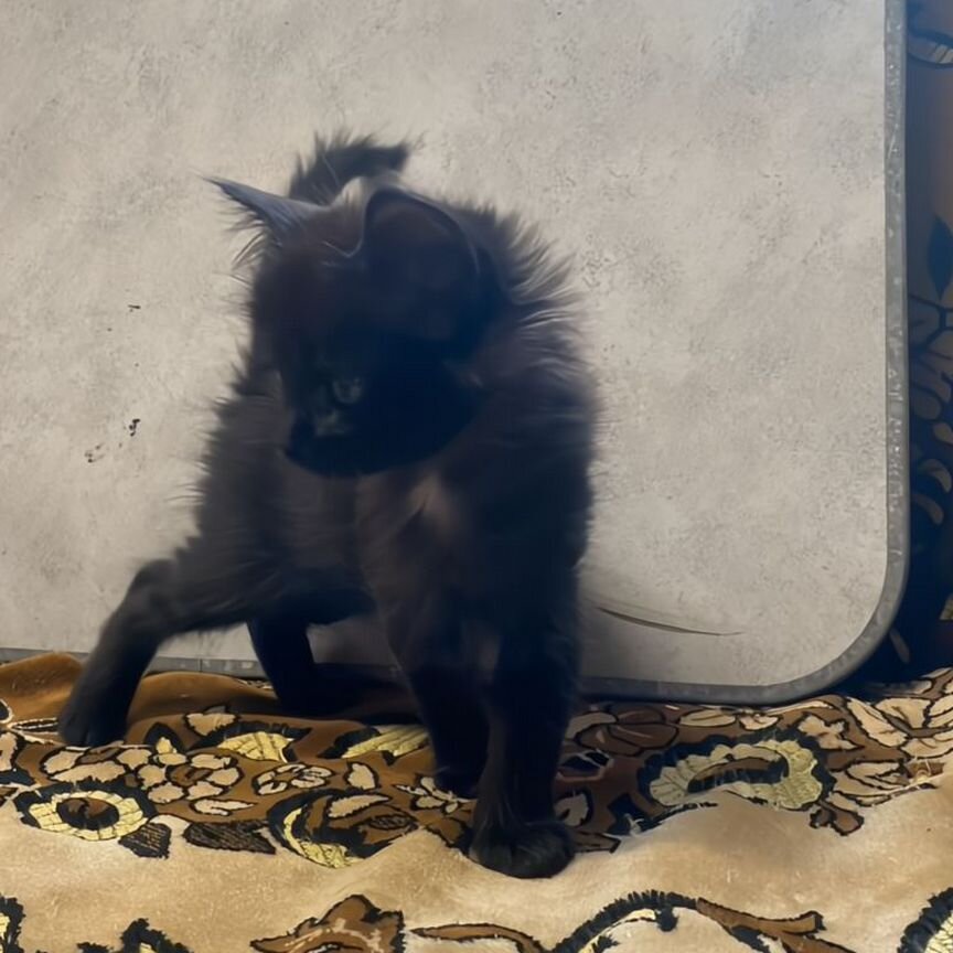 2 котенка девочки