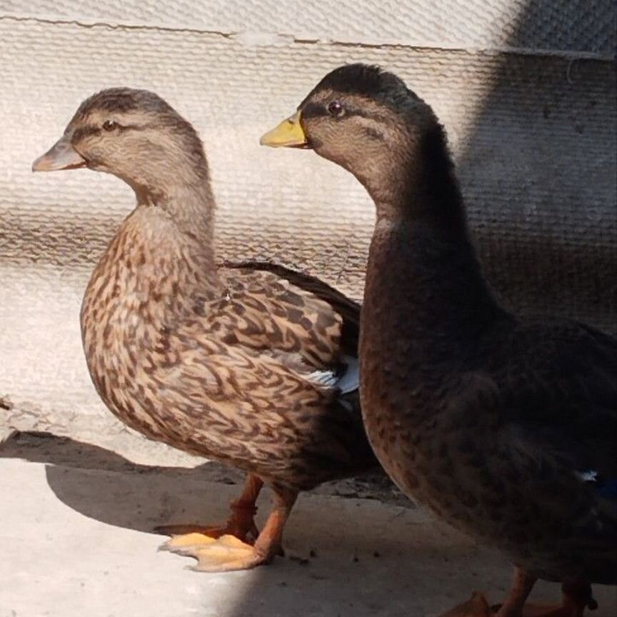 Подсадные утки