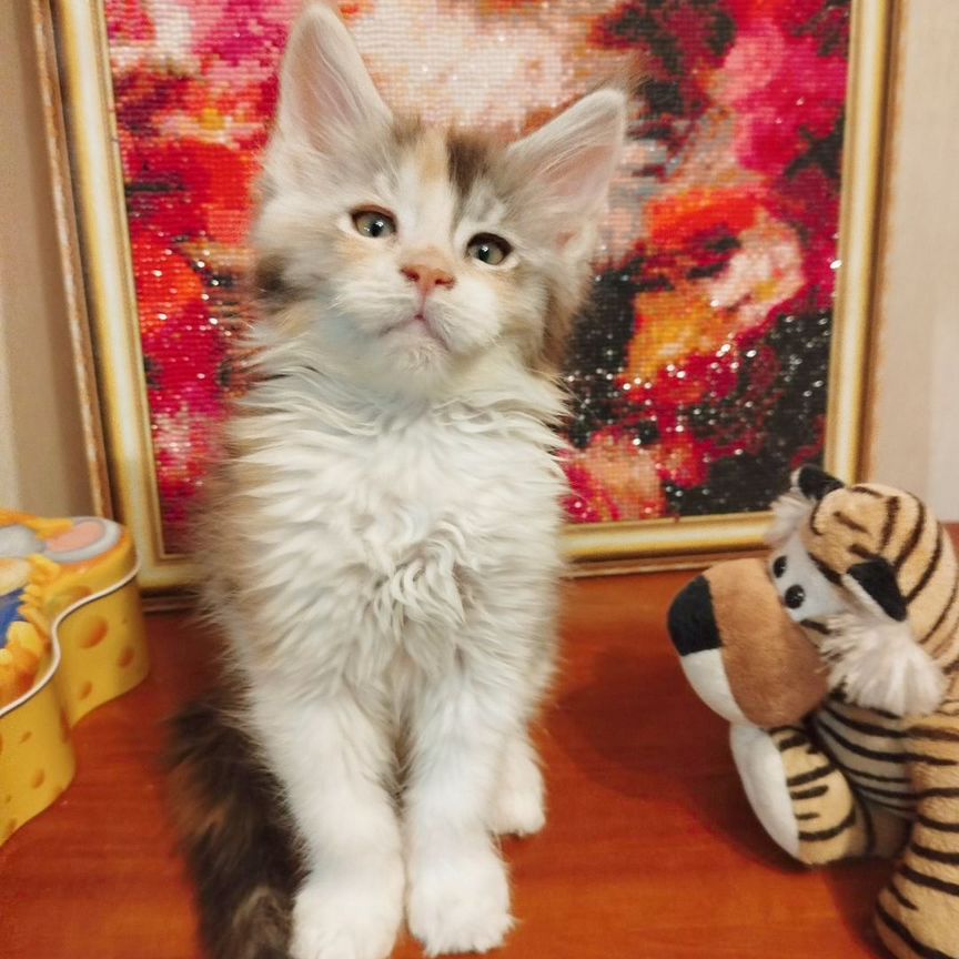 Котята мейн-кун