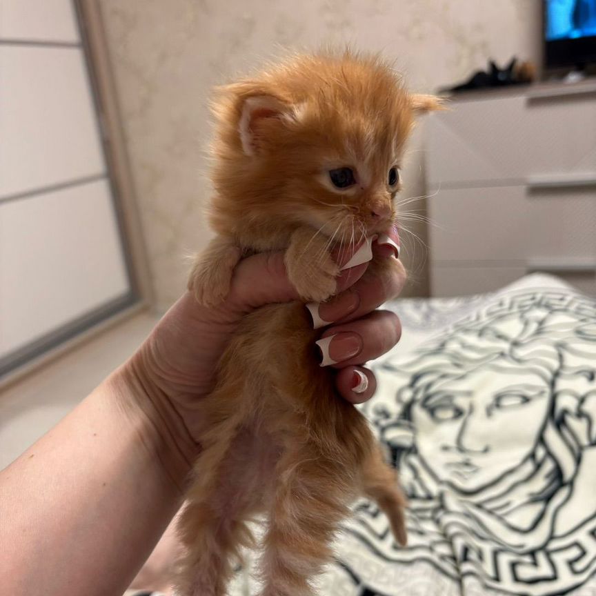 Котята мейн-кун