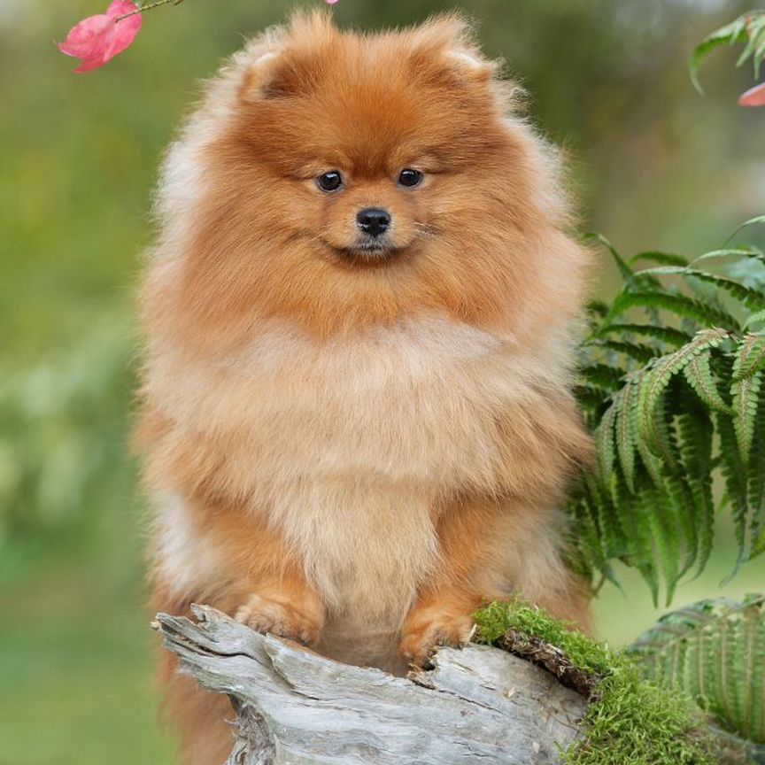 Медвежонок шпиц