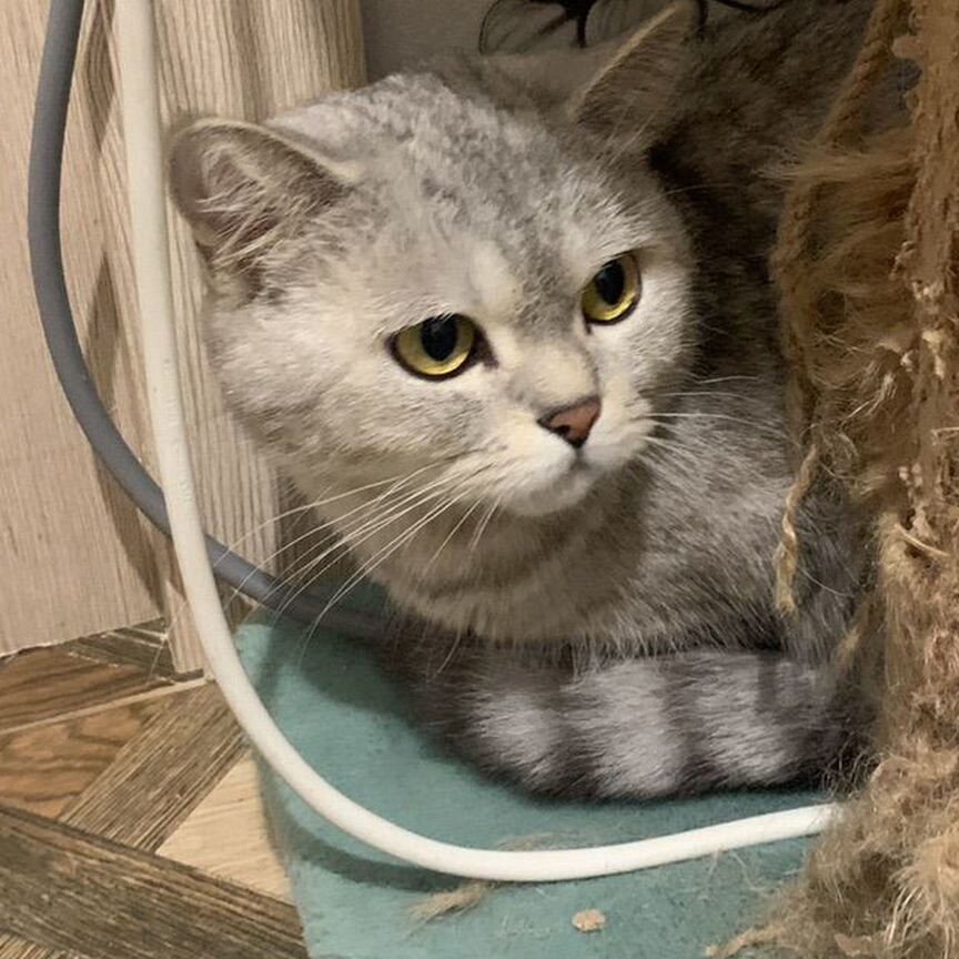 Шотландская кошечка прямоухая