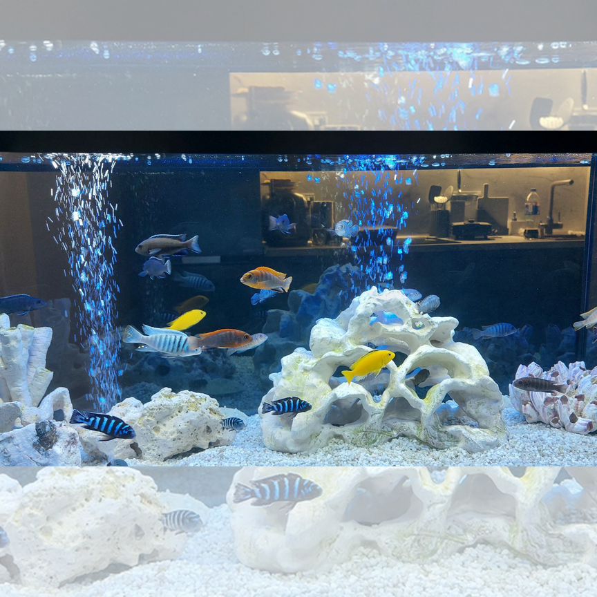 Малавийские цихлиды