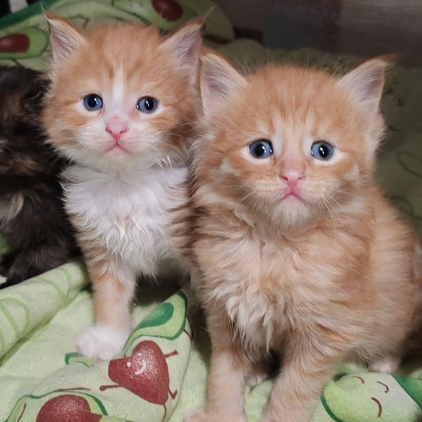 Мейн-кун котёнок